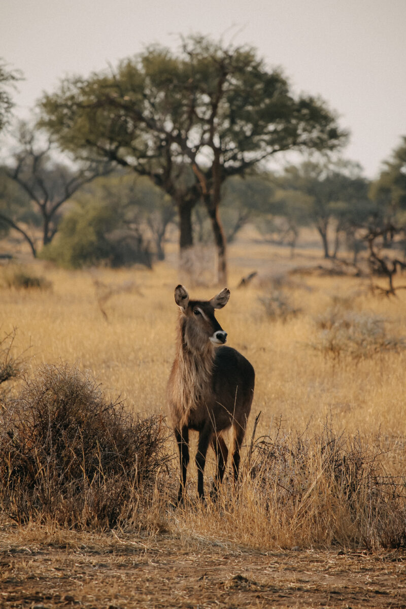 Okapuka Safari Lodge: Ein Safari-Erlebnis vor den Toren Windhoeks ...